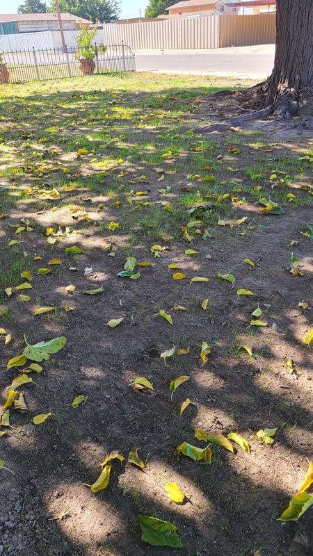 GroundWork 15 lb. 10,500 sq. ft. Sun and Shade Coated Grass Seed Mix ...