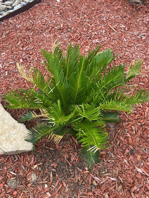 National Plant Network 10 in. King Sago Palm Plant, 1 pc. at Tractor ...