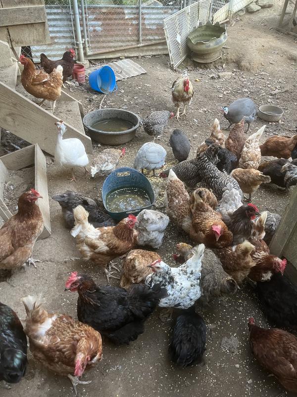 Producer's Pride Scratch Grains Poultry Feed, 50 lb. Bag at Tractor ...