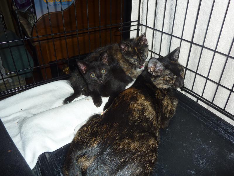 Banixx Medicated Horse and Pet Shampoo, 16 oz. at Tractor Supply Co