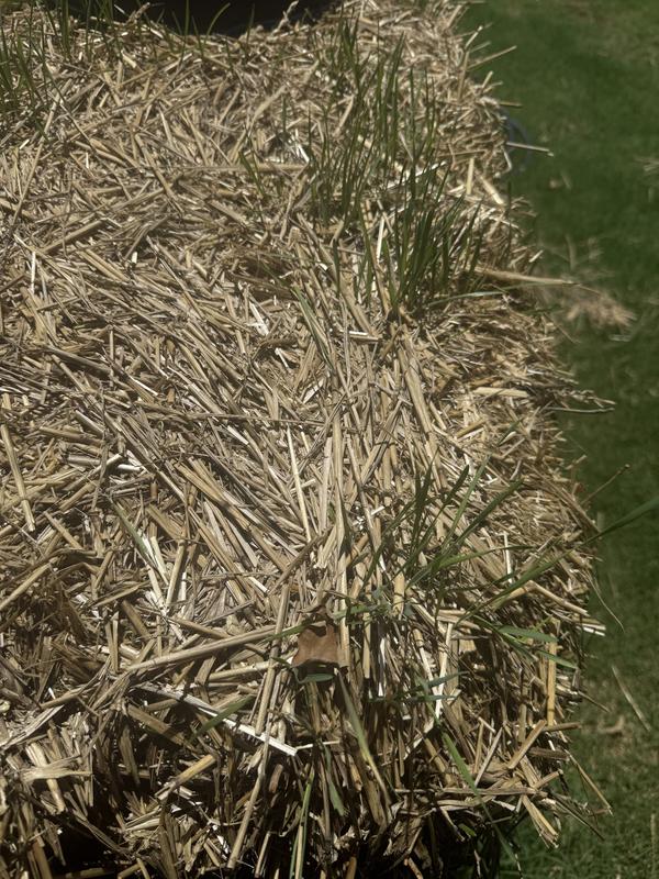 2-String Straw Bale at Tractor Supply Co