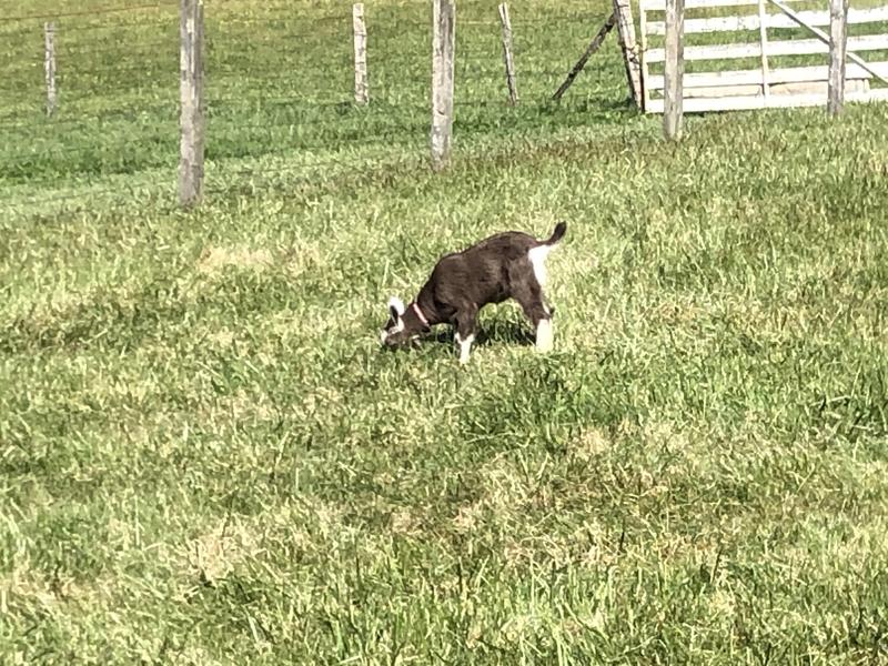 Manna Pro Goat Kid Colostrum Supplement, 8 oz. at Tractor Supply Co