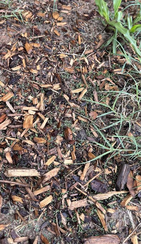 Pennington Smart Seed Bermuda Mix W Fert 1.75 lb. at Tractor Supply Co