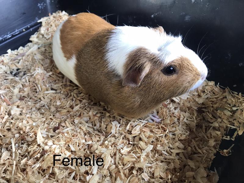 Mazuri Pelleted Timothy-Hay Based Guinea Pig Food, 25 lb. Bag at ...