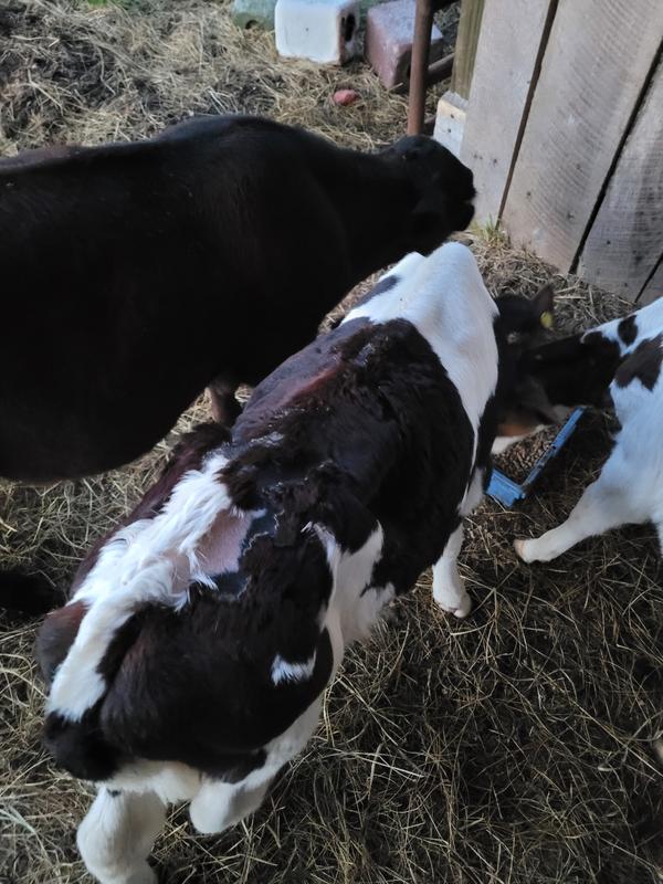 Gordon's Backrubber and Pour-On Livestock Insecticide, 2.5 gal. at ...