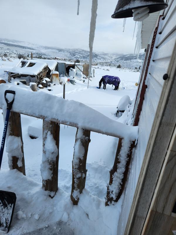 Nutrena Triumph 12-8 Pelleted Horse Feed, 50 lb. Bag at Tractor Supply Co