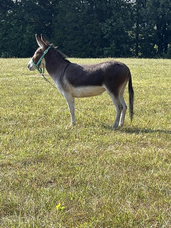 Standlee Premium Western Forage Certified Timothy Grass Hay Pellet ...