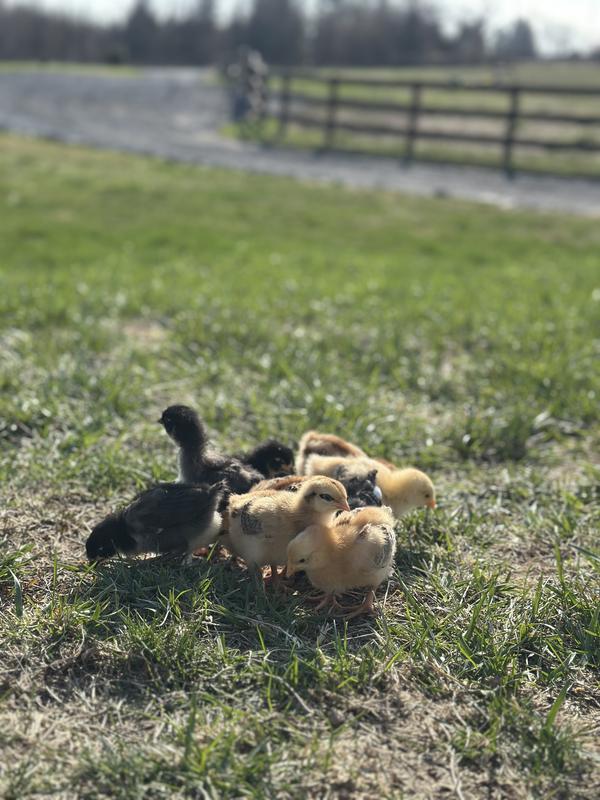 Hoover's Hatchery Live Rare Standard Package Chickens, 10 ct. Baby ...