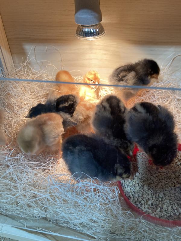Hoover's Hatchery Live Rare Standard Package Chickens, 10 ct. Baby ...