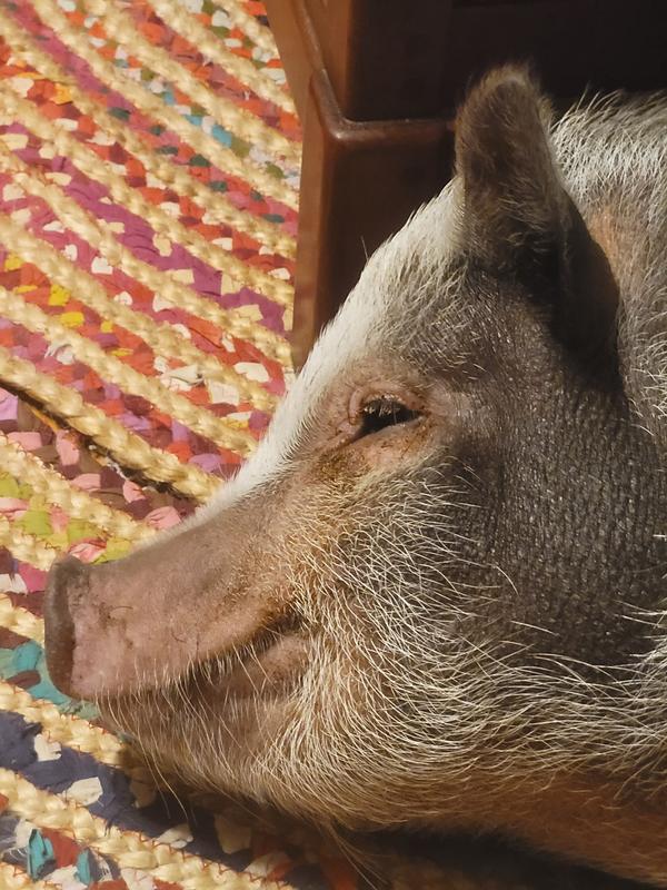 DuMOR Hog Grower Pelleted Hog Feed, 50 lb. Bag at Tractor Supply Co