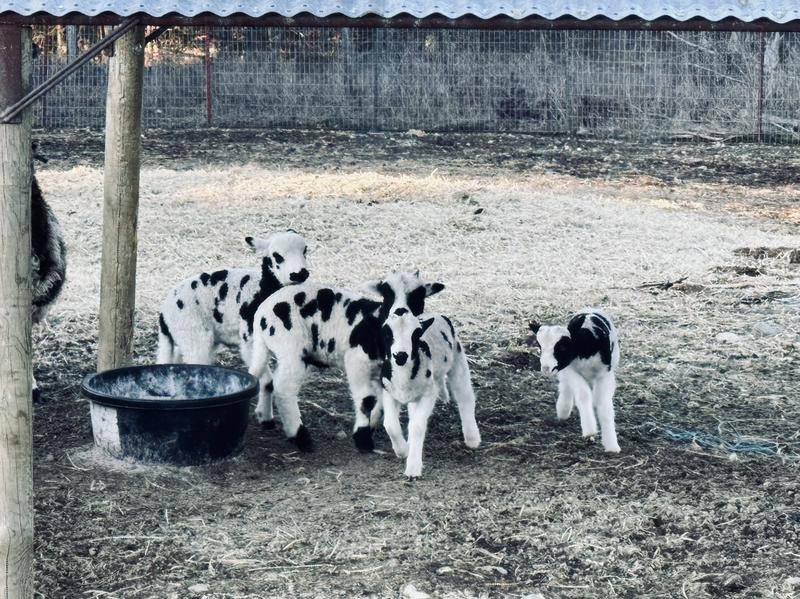 DuMOR General Purpose Livestock Protein Tub, 125 lb. at Tractor Supply Co