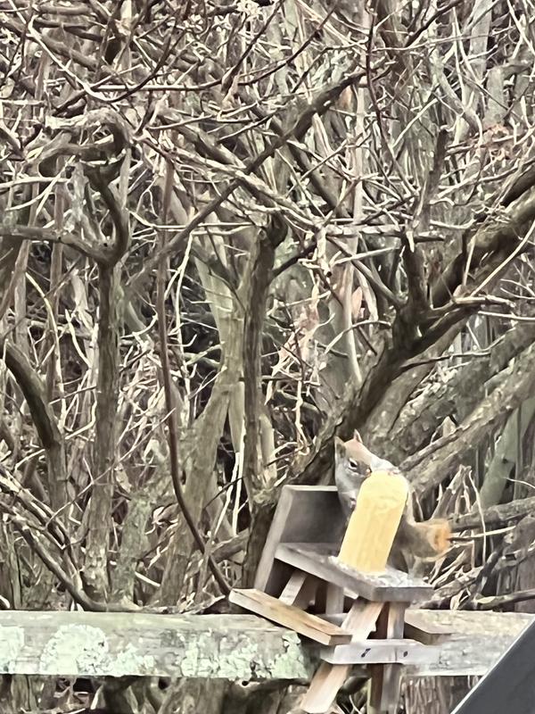 Royal Wing Sweet Corn Log Squirrel Food, 32 oz. at Tractor Supply Co