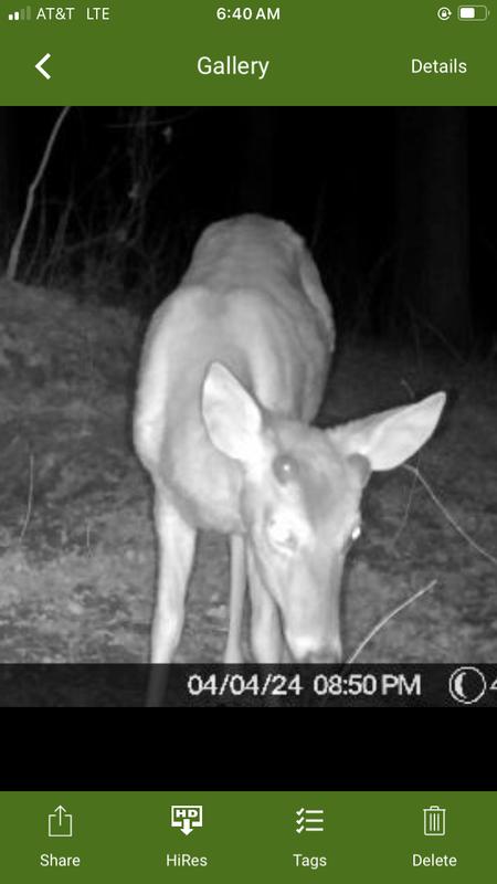 Evolved Habitats 6.5 lb. Deer Co-Cain Mix Deer Attractant at Tractor ...