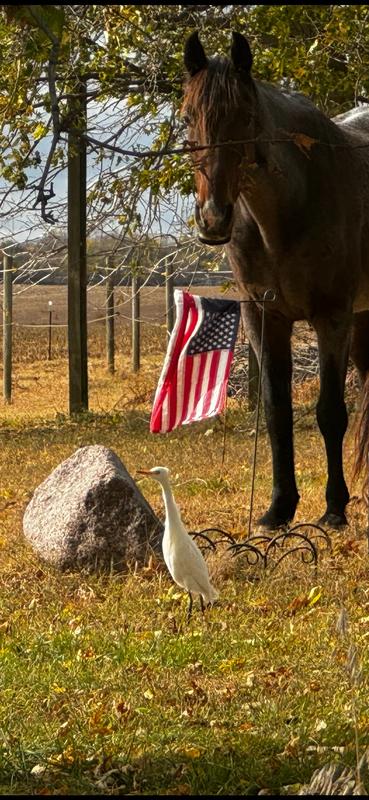Triple Crown Senior Textured Horse Feed, 50 lb. Bag at Tractor Supply Co