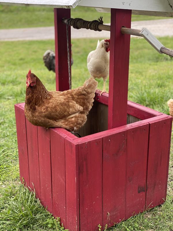 Purina Layena Layer Pelletes Chicken Feed, 50 lb. Bag at Tractor Supply Co.