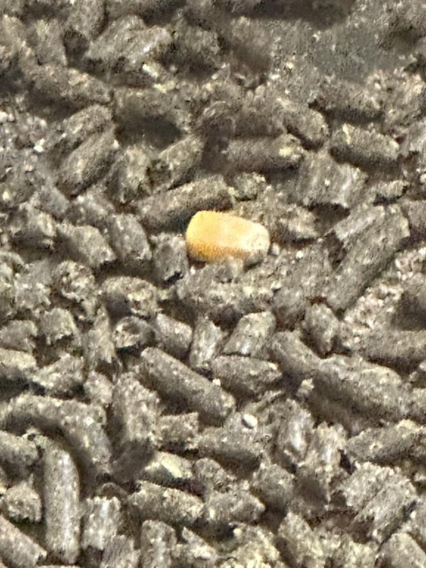 Unbeetable Feeds Blend Pellet Forage, 50 lb. at Tractor Supply Co