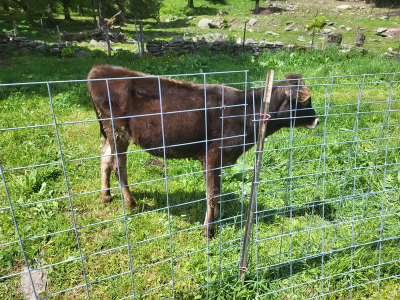 16 ft. x 50 in. Max 50 Feedlot 10-Line Galvanized Cattle Fence Panel at ...