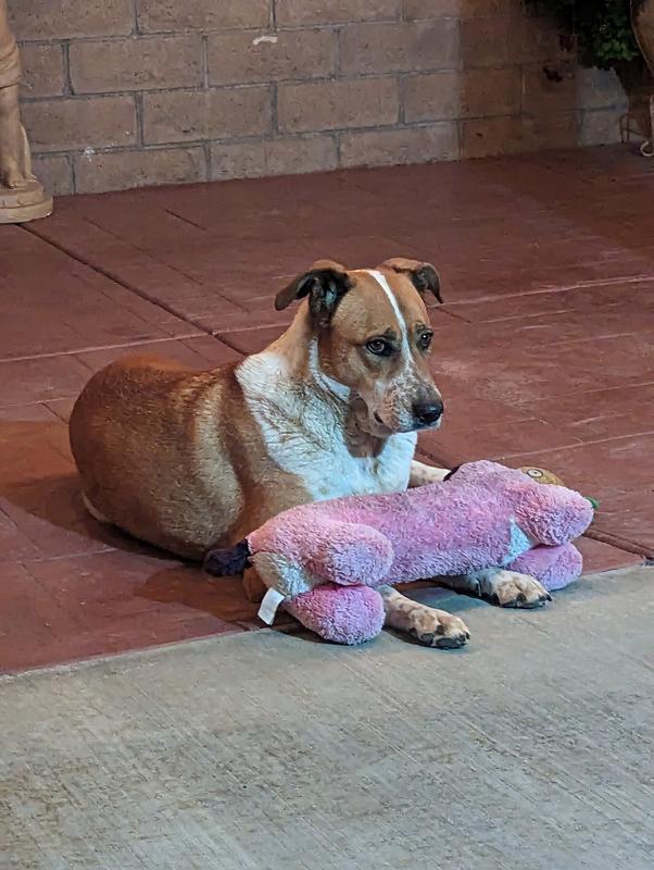 Gravy Train Beefy Classic Adult Beef Formula Dry Dog Food, 35 lb. Bag ...