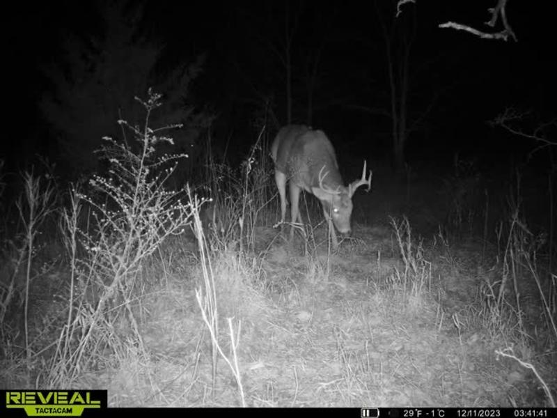 Evolved Habitats 1 gal. Deer Cane Liquid Deer Attractant at Tractor ...