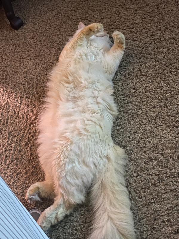 Standlee Premium Products Certified Straw Grab and Go Compressed Bale ...