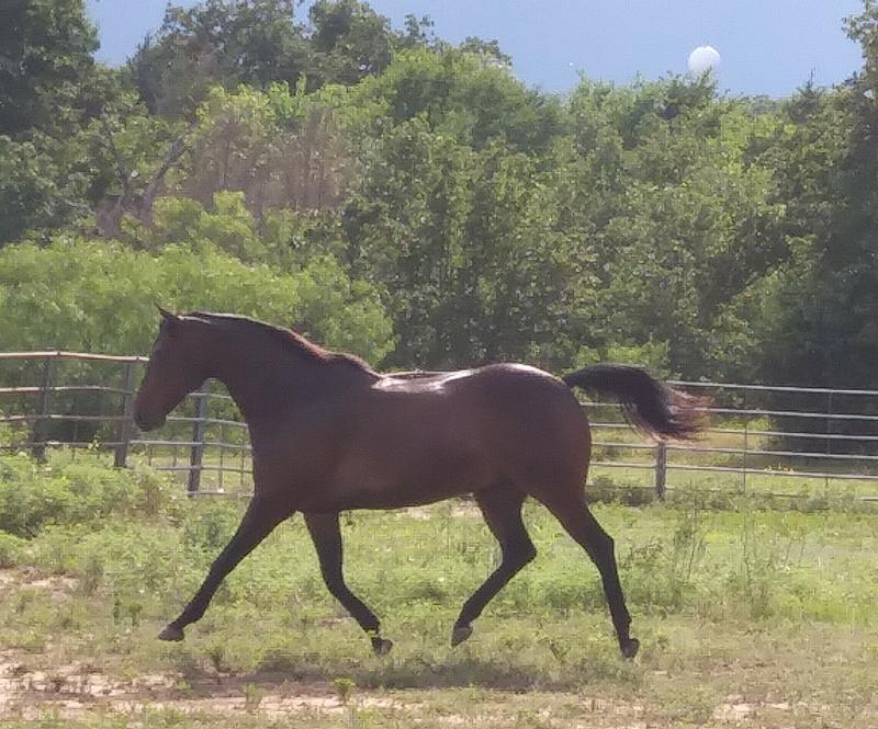 Purina Omolene #300 Growth Foal and Lactating Mare Horse Feed, 50 lb ...