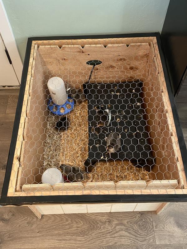 ImPECKables Chick Brooder Box at Tractor Supply Co