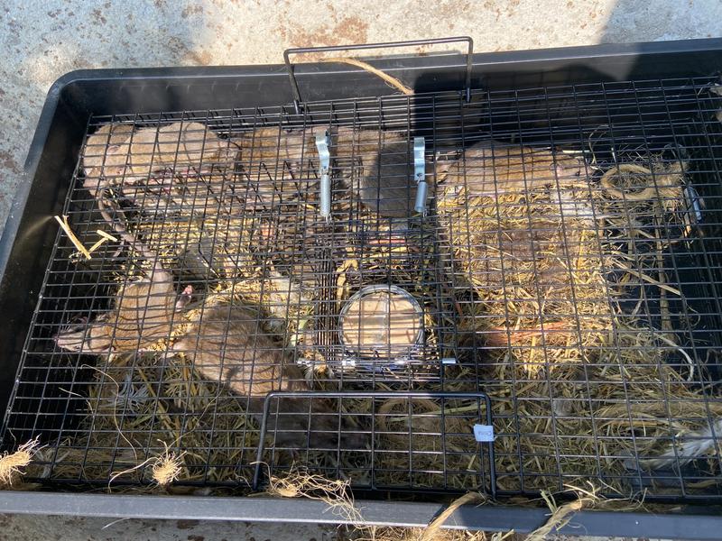 CatchMor Ratinator Rat Trap, 25 in. x 15 in. at Tractor Supply Co.