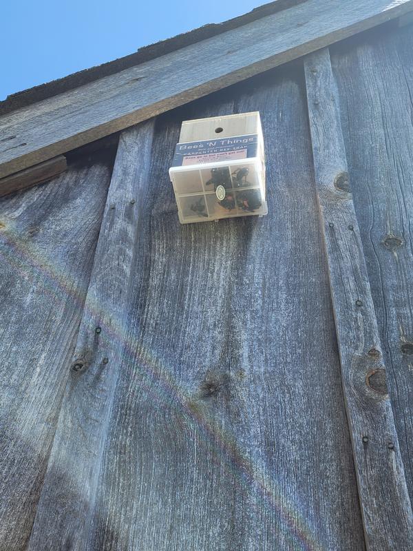 Bees N Things Universal Carpenter Bee Trap at Tractor Supply Co