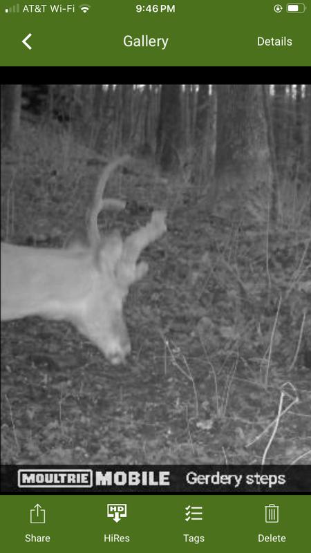 Evolved Habitats 6.5 lb. Deer Co-Cain Mix Deer Attractant at Tractor ...