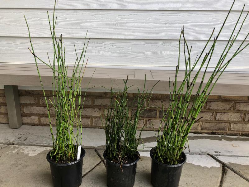 National Plant Network 2.5 qt. Native Horsetail Reed Plant at Tractor ...