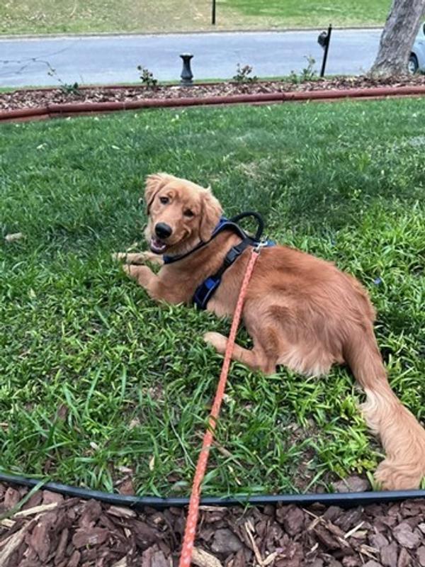 Retriever Puppy Blend Savory Chicken Recipe Dry Dog Food at Tractor ...