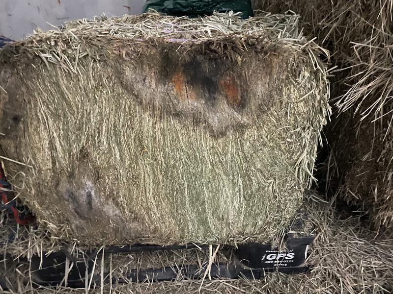 Standlee Premium Western Forage Orchard Grass Grab and Go Compressed ...