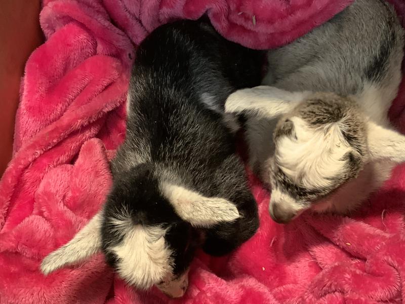 Manna Pro Colostrum Digestion Supplement, 16 oz. at Tractor Supply Co