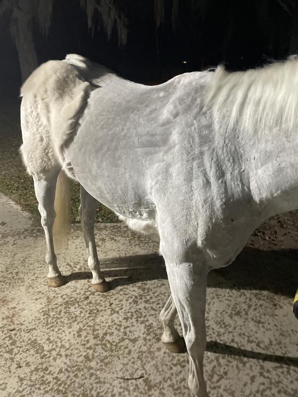 Wahl Clipper Stable Grip Equine Clipper at Tractor Supply Co