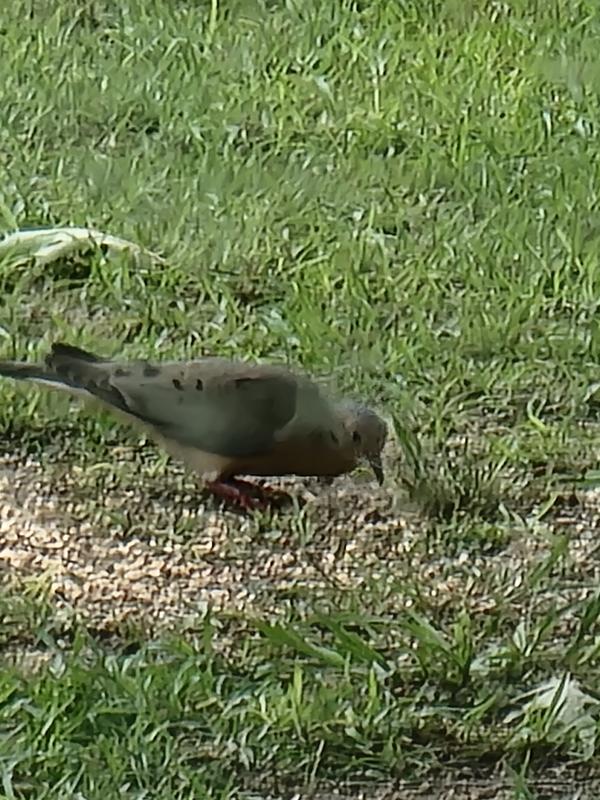 Royal Wing Wild Bird Food Value Mix, 20 lb. at Tractor Supply Co