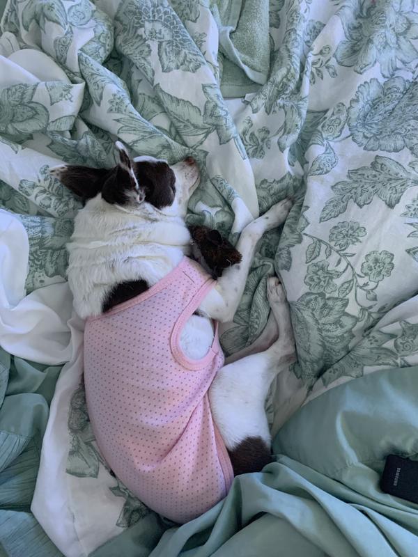 Pet Zone Mouse Hunter Play-N-Squeak Mouse Cat Toy at Tractor Supply Co