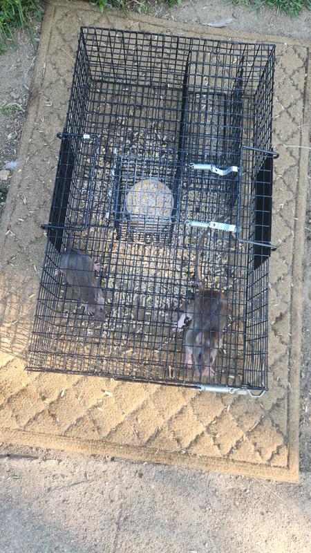 CatchMor Ratinator Rat Trap at Tractor Supply Co