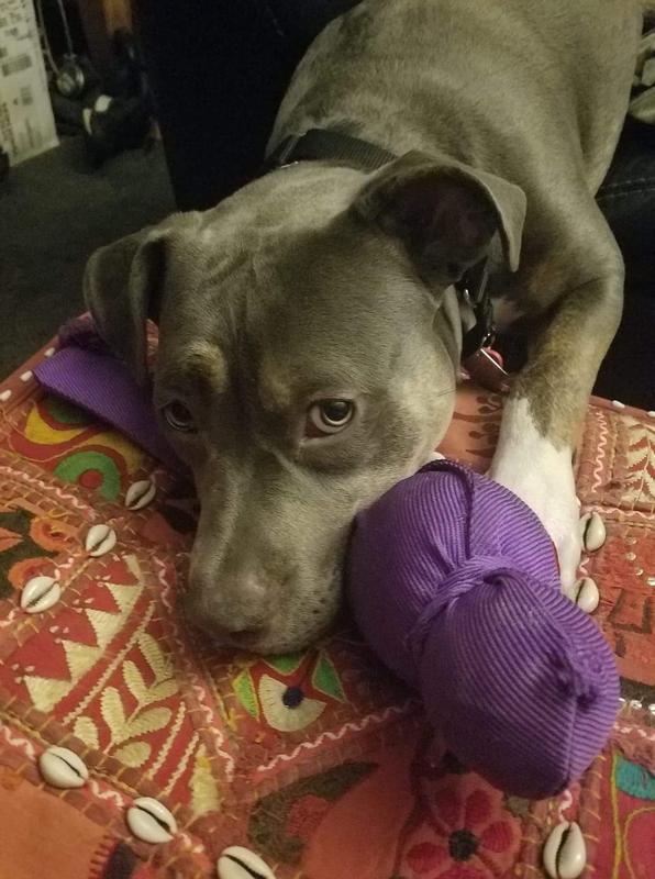 Animax Skin Ointment for Cats and Dogs at Tractor Supply Co