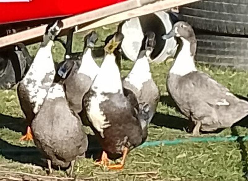 Producer's Pride 16% Layer Pelleted Chicken Feed, 50 lb. Bag at Tractor ...