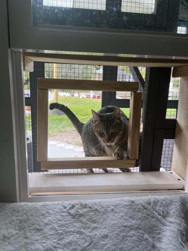 Aivituvin Walk In Extra Large Outdoor Cat Enclosure Connected To House