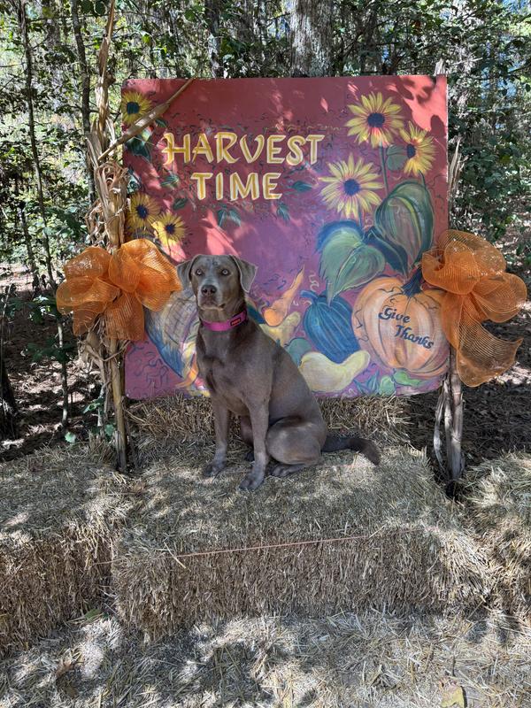 4health Untamed All Life Stages Primal Cuts with Beef Recipe Dry Dog ...