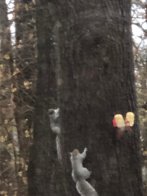 Royal Wing Sweet Corn Log Squirrel Food, 32 oz. at Tractor Supply Co