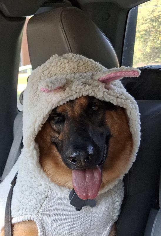 Worthy Dog Sheep Pullover Dog Sweater Hoodie at Tractor Supply Co