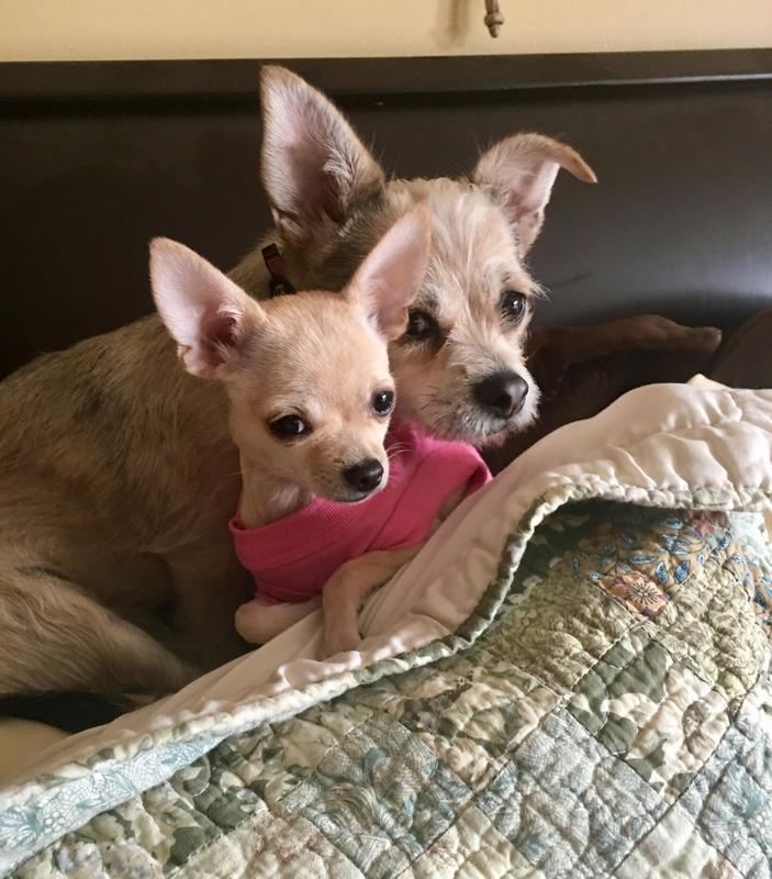 Meloxidyl (Meloxicam) Oral Suspension for Dogs, 1.5 mg/mL at Tractor ...