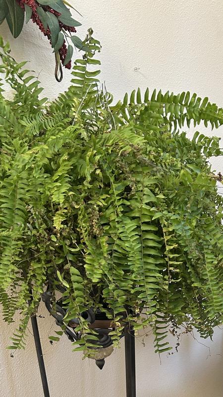 National Plant Network 10 in. Boston Fern Plant, 2 pc. at Tractor Supply Co