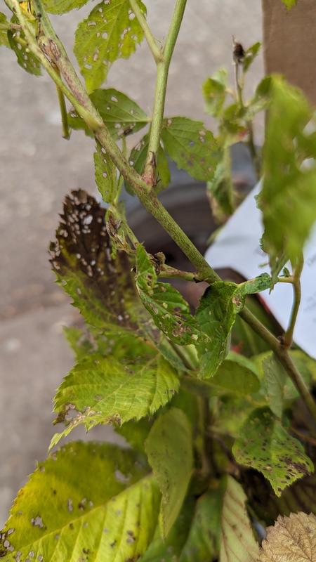 Bushel and Berry 2 gal. Potted Baby Cakes Blackberry Bush at Tractor ...