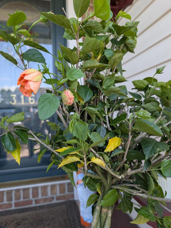 National Plant Network 2 gal. Hibiscus Fiesta Braided Tree at Tractor ...