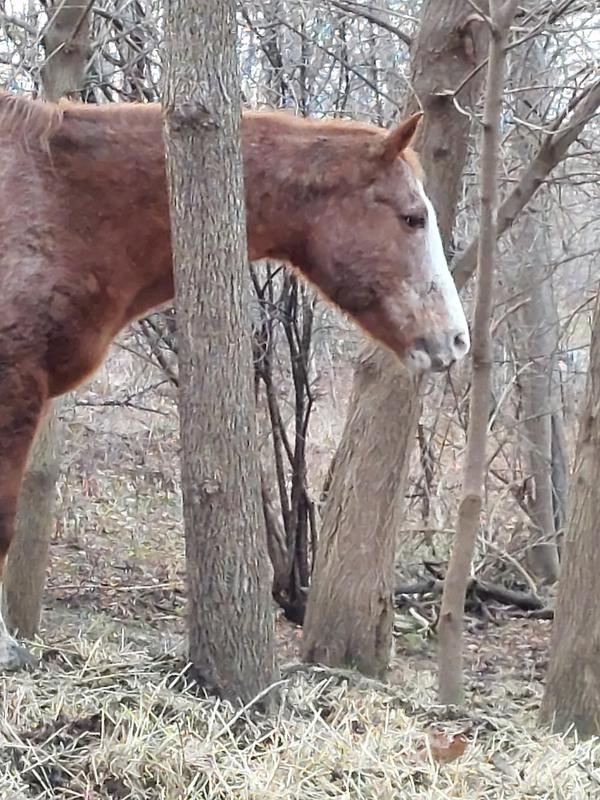 DuMOR Equine Fly Spray, 1 gal. at Tractor Supply Co