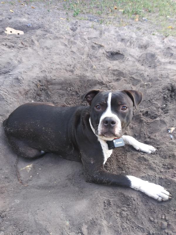 PetSafe 500 ft. Stubborn Dog In-Ground Pet Fence at Tractor Supply Co