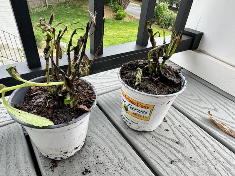 First Editions 2 gal. Potted Eclipse Hydrangea Shrub at Tractor Supply Co